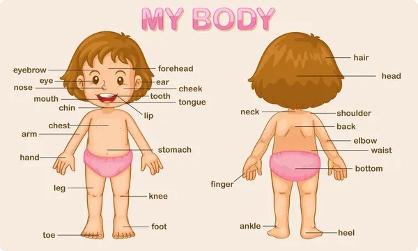 Body Parts Name 100 Body Parts Name In English And Hindi Body Parts Name 100 Body Parts Name In English And Hindi